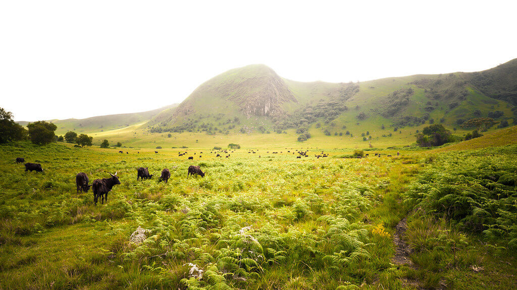 Où faire un safari en Afrique - Notre TOP 5 des safaris