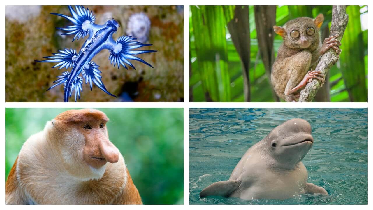 Top 25 des Animaux les Plus Bizarres ! et Où les Observer dans le Monde ...